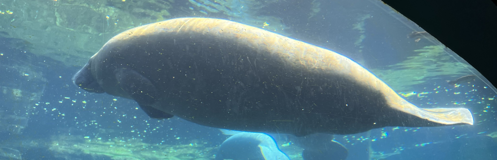 SeaWorld Behind the Scenes Manatee Rescue Tour - Clubhouse World ...